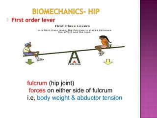 Hip joint anatomy and its biomechanics | PPT