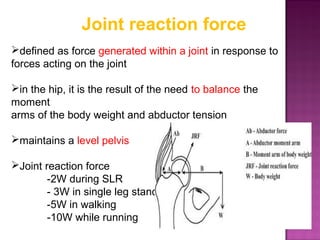 Hip joint anatomy and its biomechanics | PPT