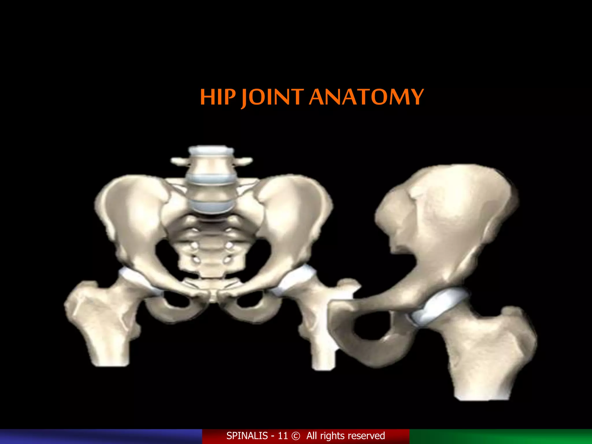 Hip joint anatomy | PPTX