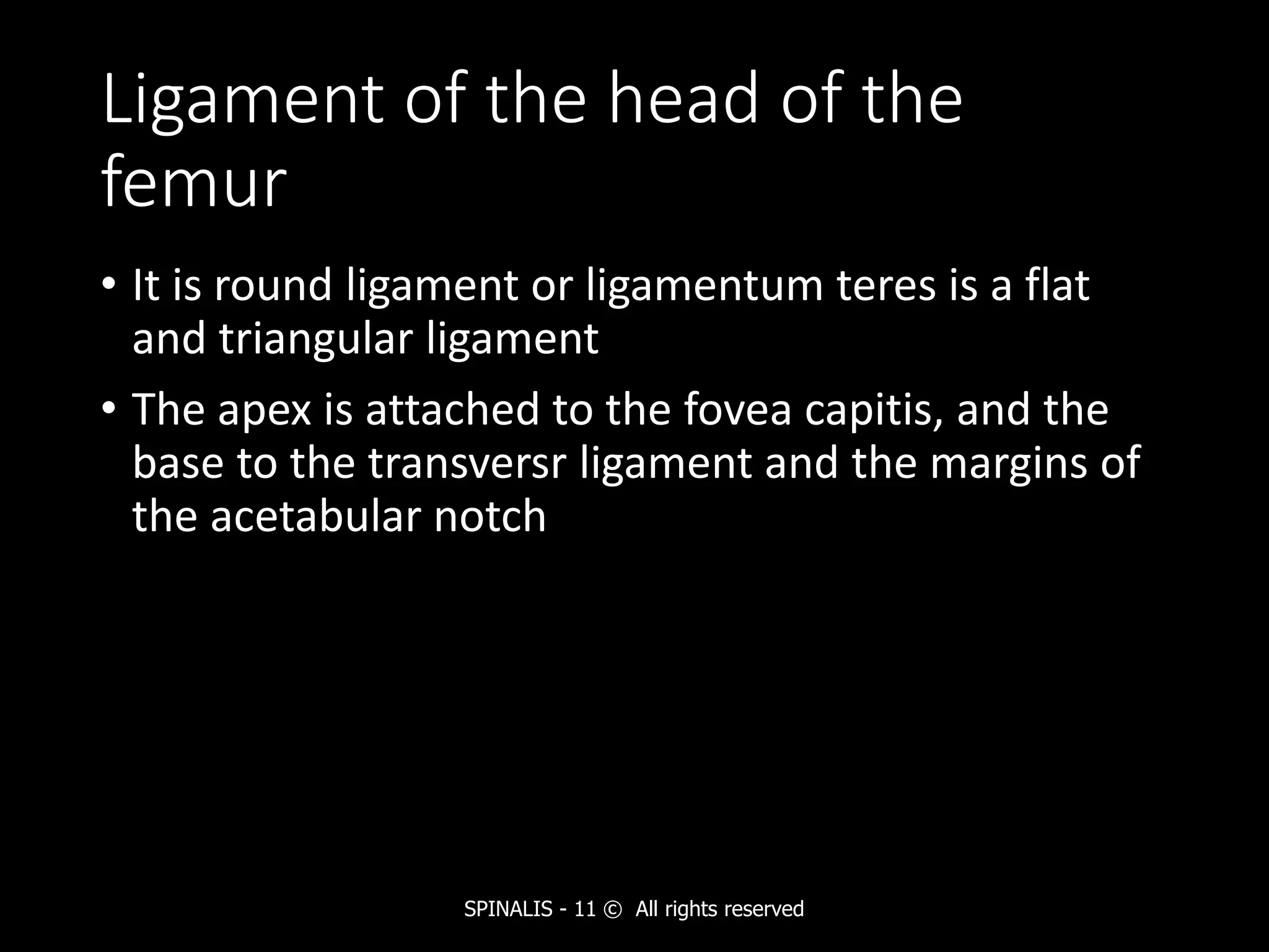 Hip Joint Anatomy Ppt