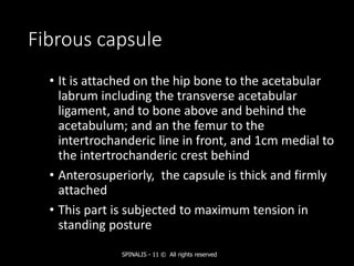 Hip joint anatomy | PPTX