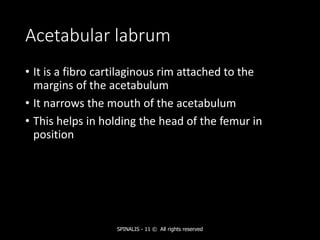 Hip joint anatomy | PPTX