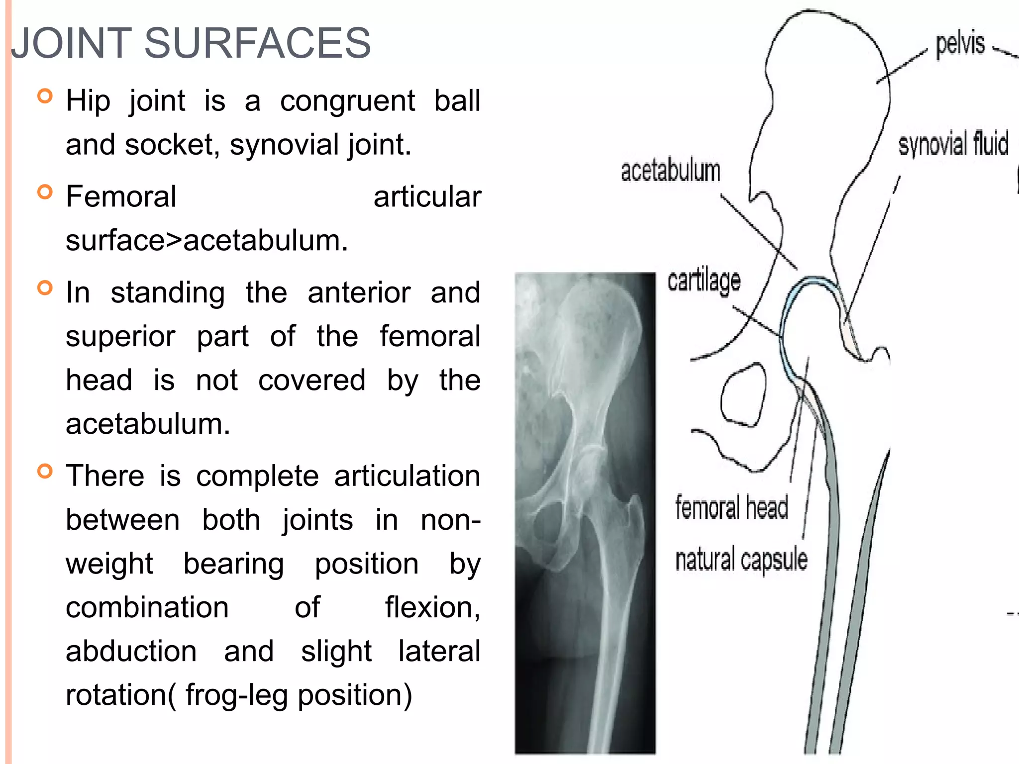 Hip joint biomechanics and pathomechanics | PDF