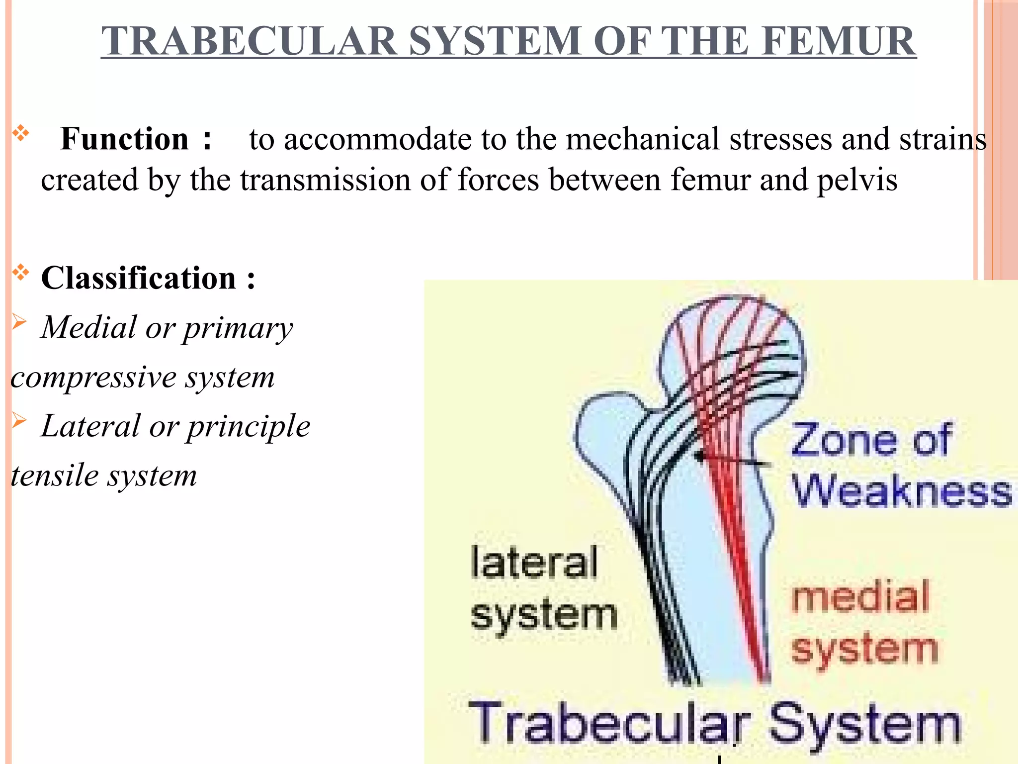 Hip joint biomechanics and pathomechanics | PDF