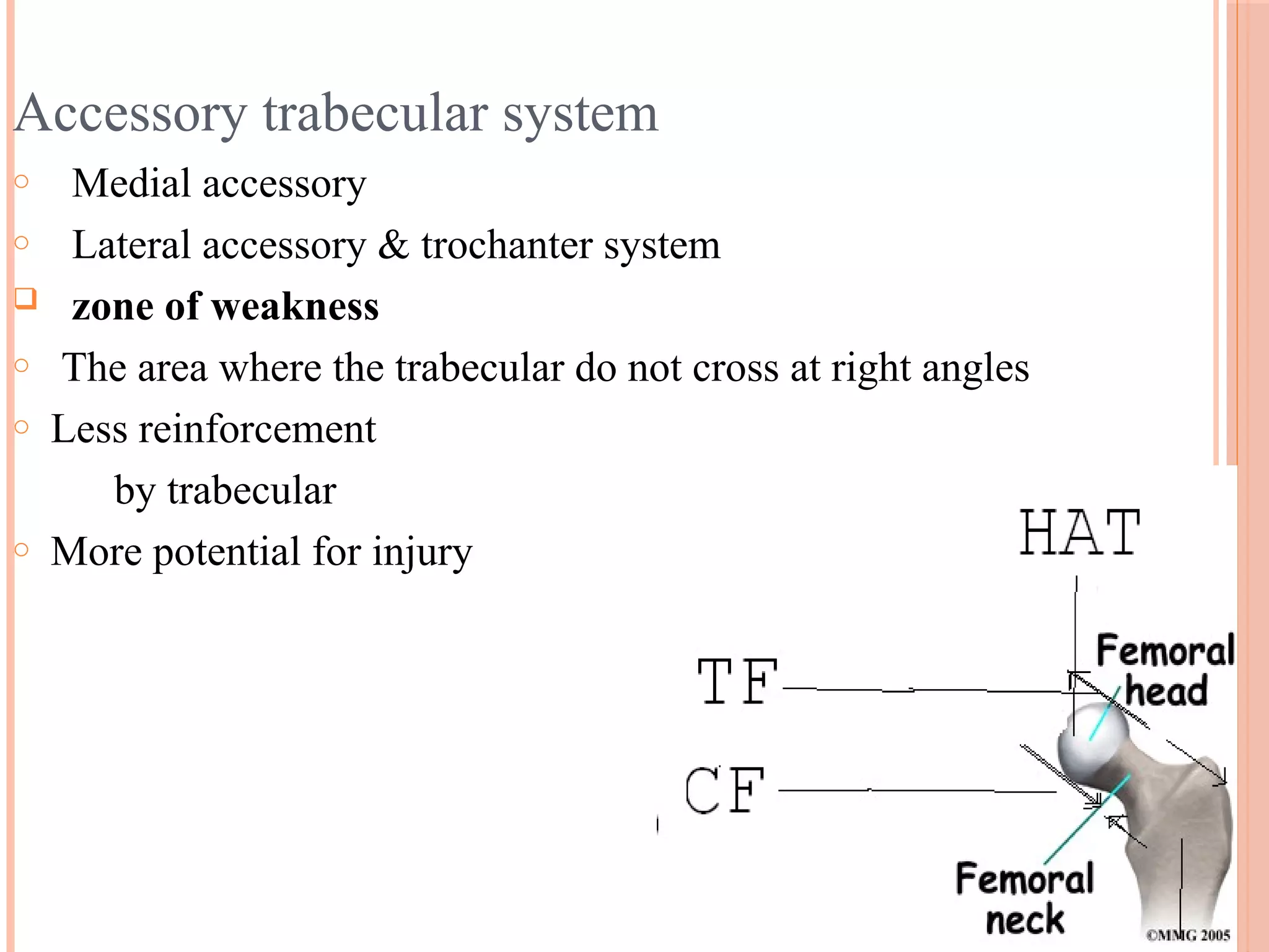 Hip joint biomechanics and pathomechanics | PDF