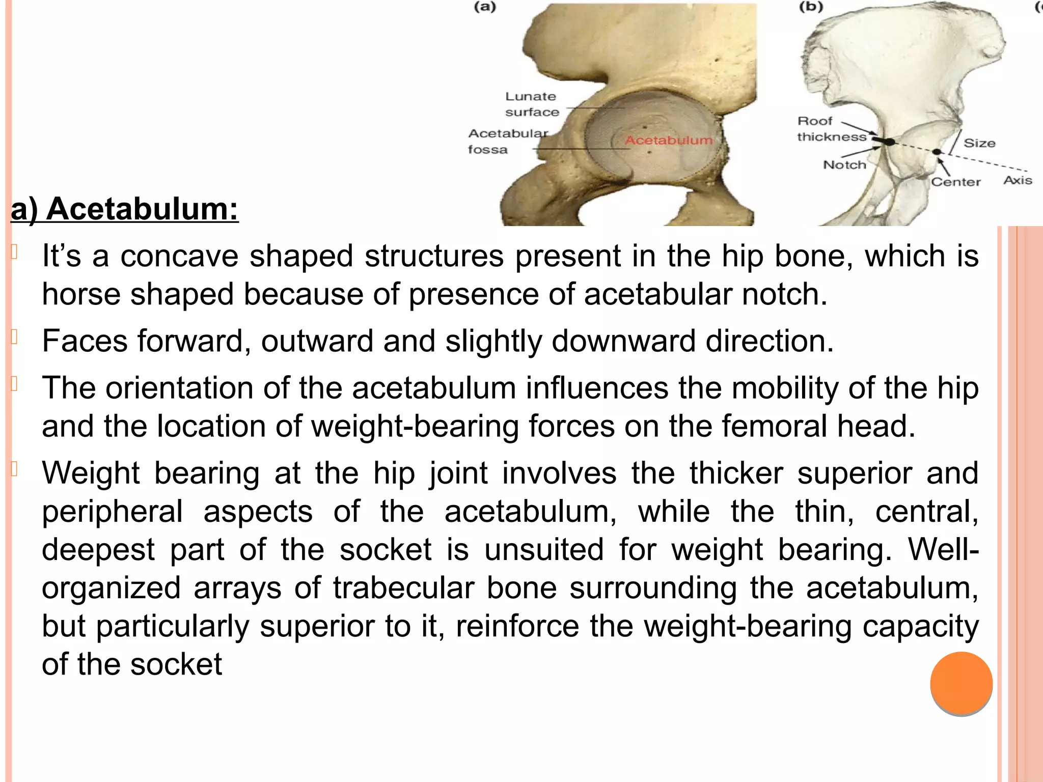 Hip joint biomechanics and pathomechanics | PDF