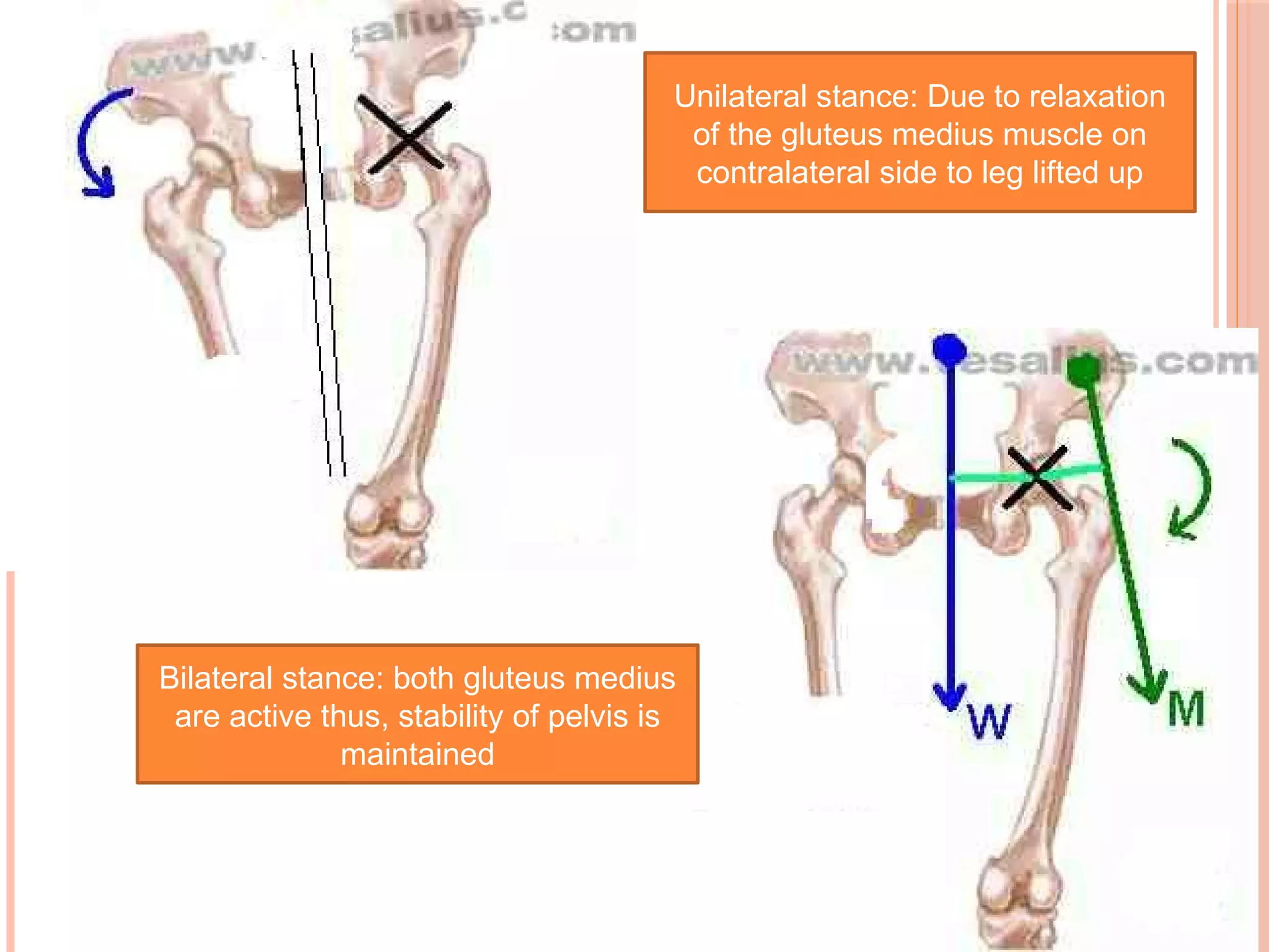 Hip joint biomechanics and pathomechanics | PDF