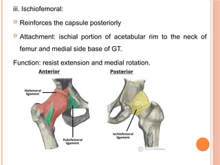 Hip joint biomechanics and pathomechanics | PDF