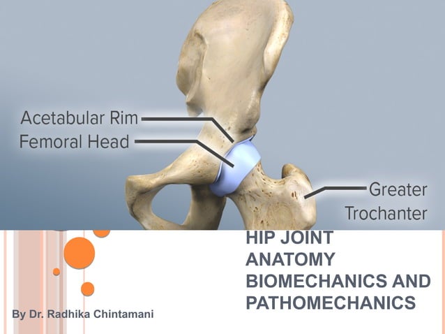 Hip Joint Embryology Anatomy And Biomechanics Biomedres