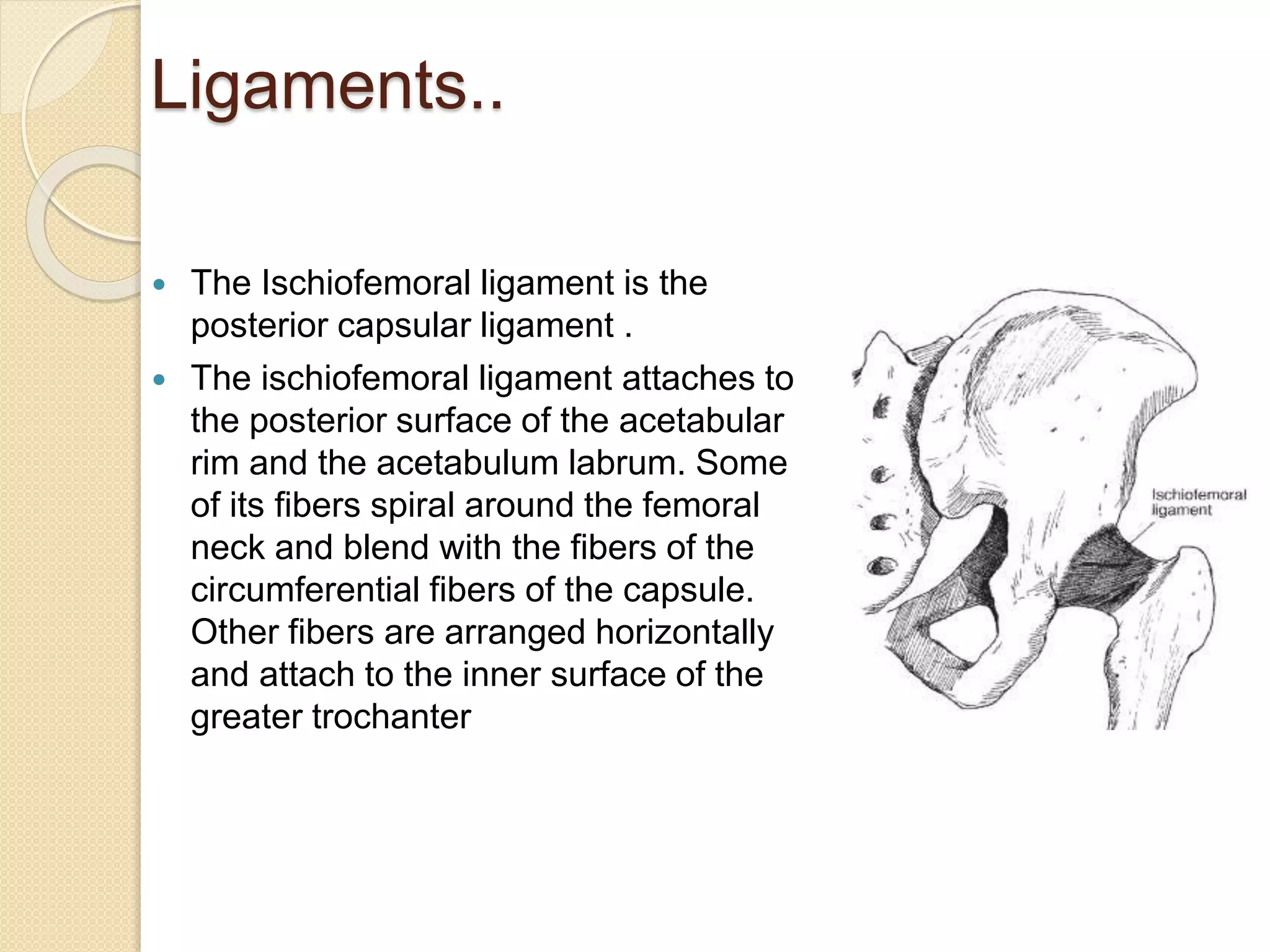 Hip joint biomecanics | PPTX