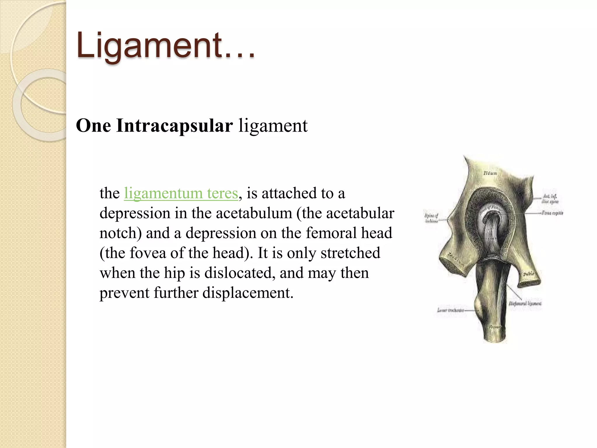 Hip joint biomecanics | PPTX