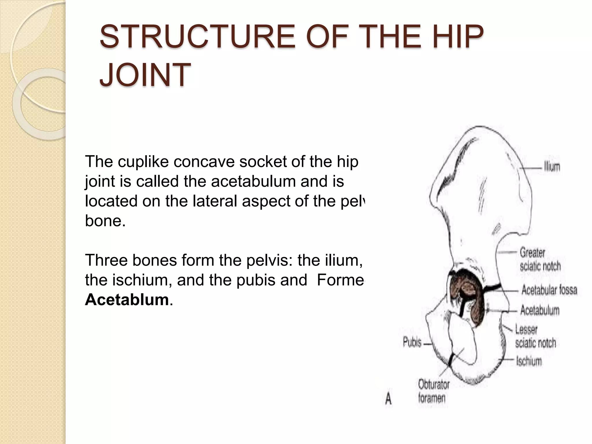 Hip joint biomecanics | PPTX