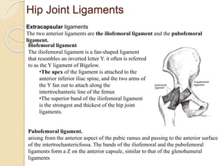 Hip joint biomecanics | PPTX