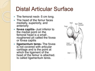 Hip joint biomecanics | PPTX