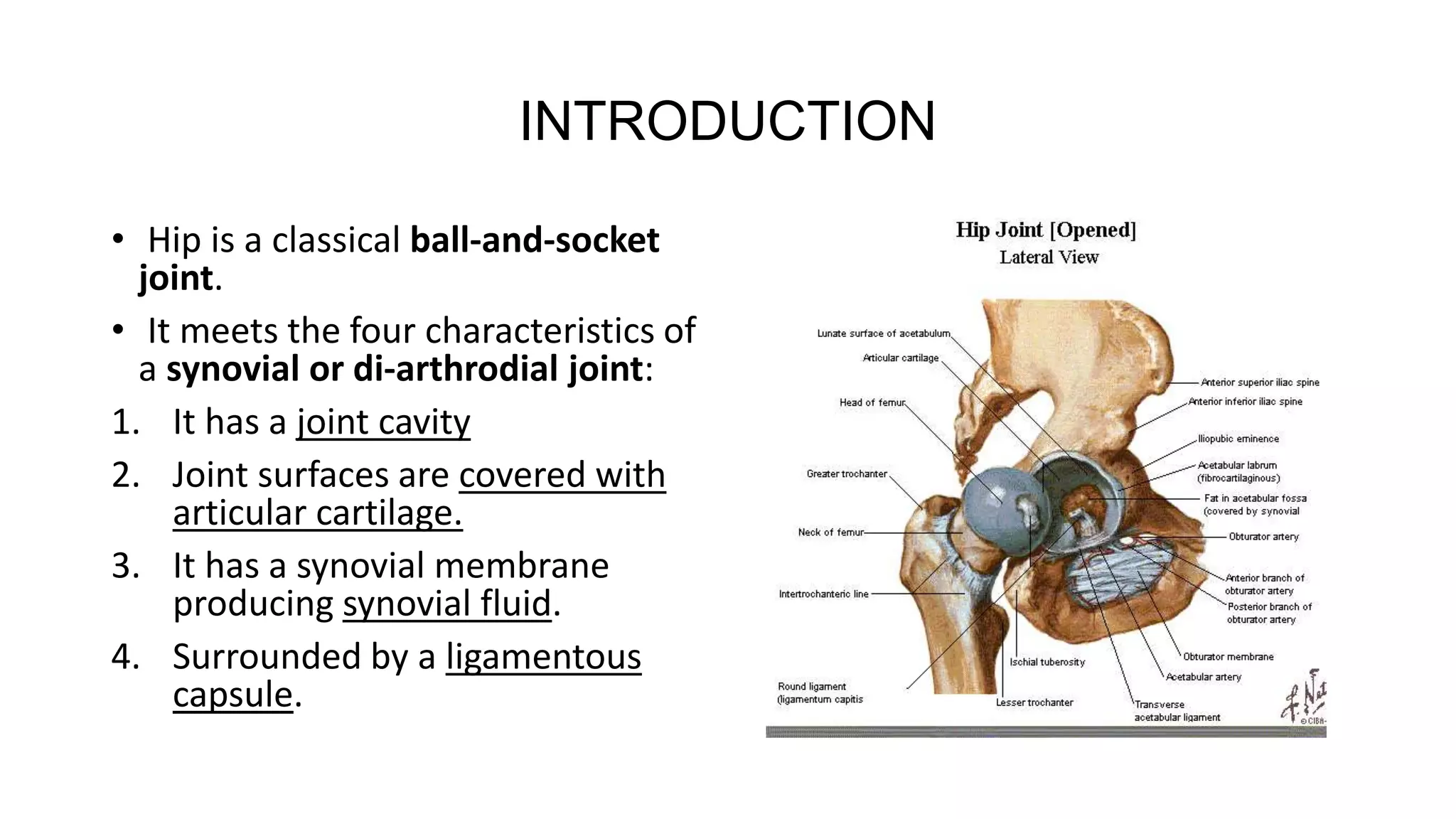 Hip joint biomechanics | PPTX