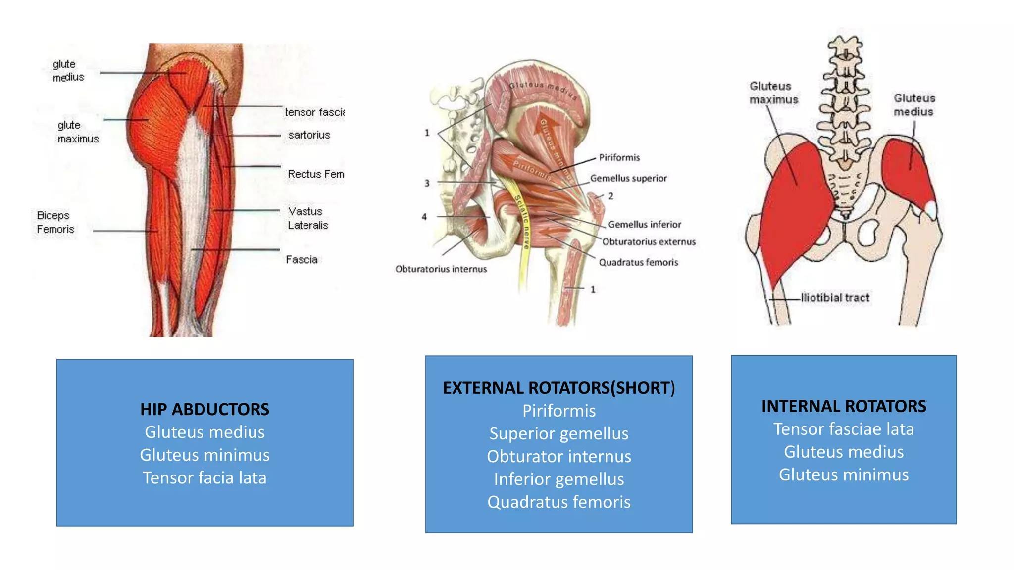 Hip joint biomechanics | PPTX