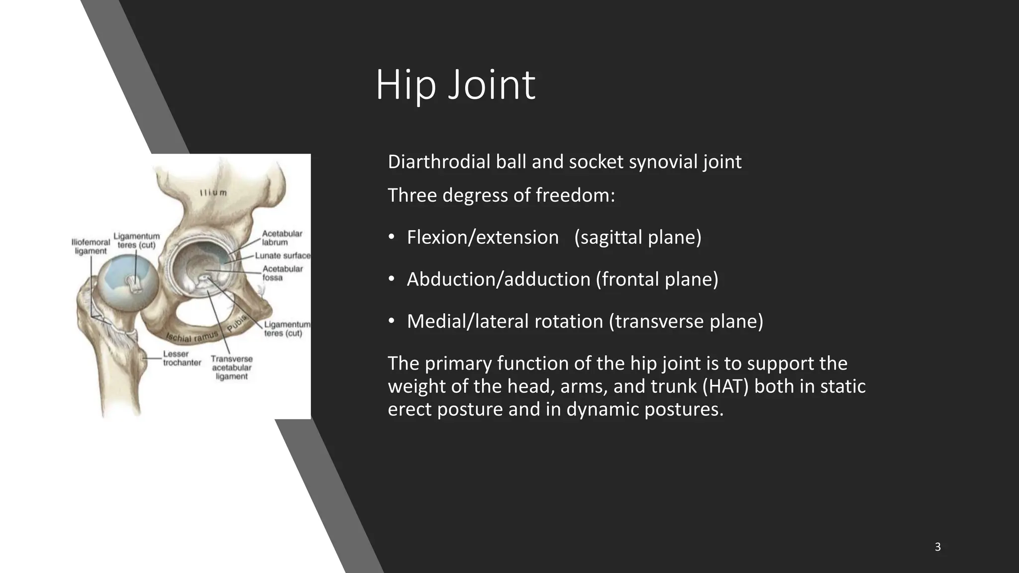 hip joint biomechanics with well defined motions and range of motions | PPT