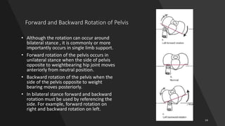 hip joint biomechanics with well defined motions and range of motions | PDF