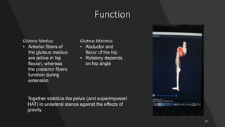 hip joint biomechanics with well defined motions and range of motions | PDF