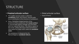 hip joint biomechanics with well defined motions and range of motions | PPT