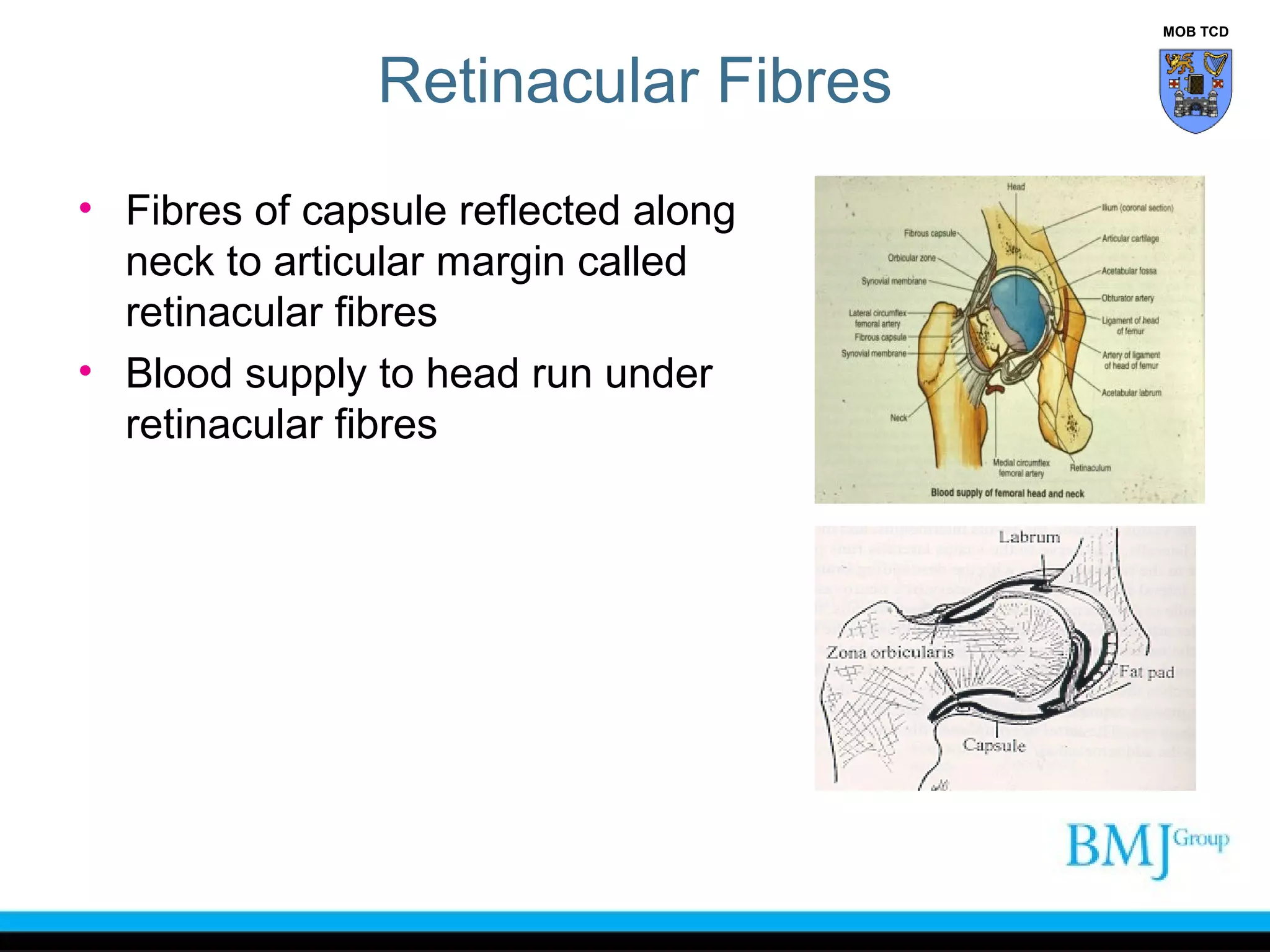 Anatomy of Hip joint | PPT