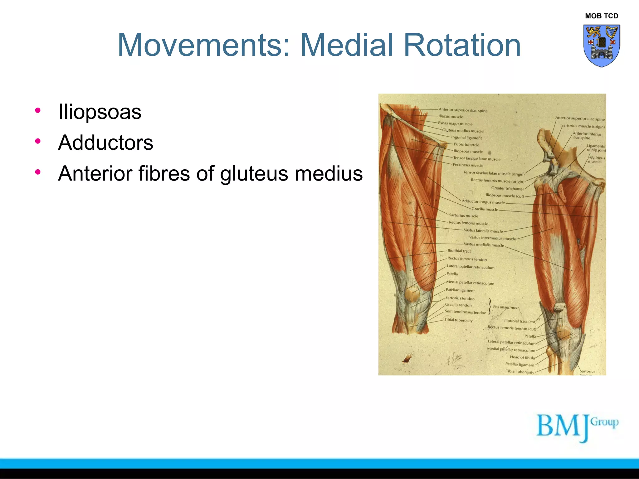 Anatomy of Hip joint | PPT