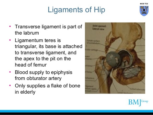 Anatomy of Hip joint