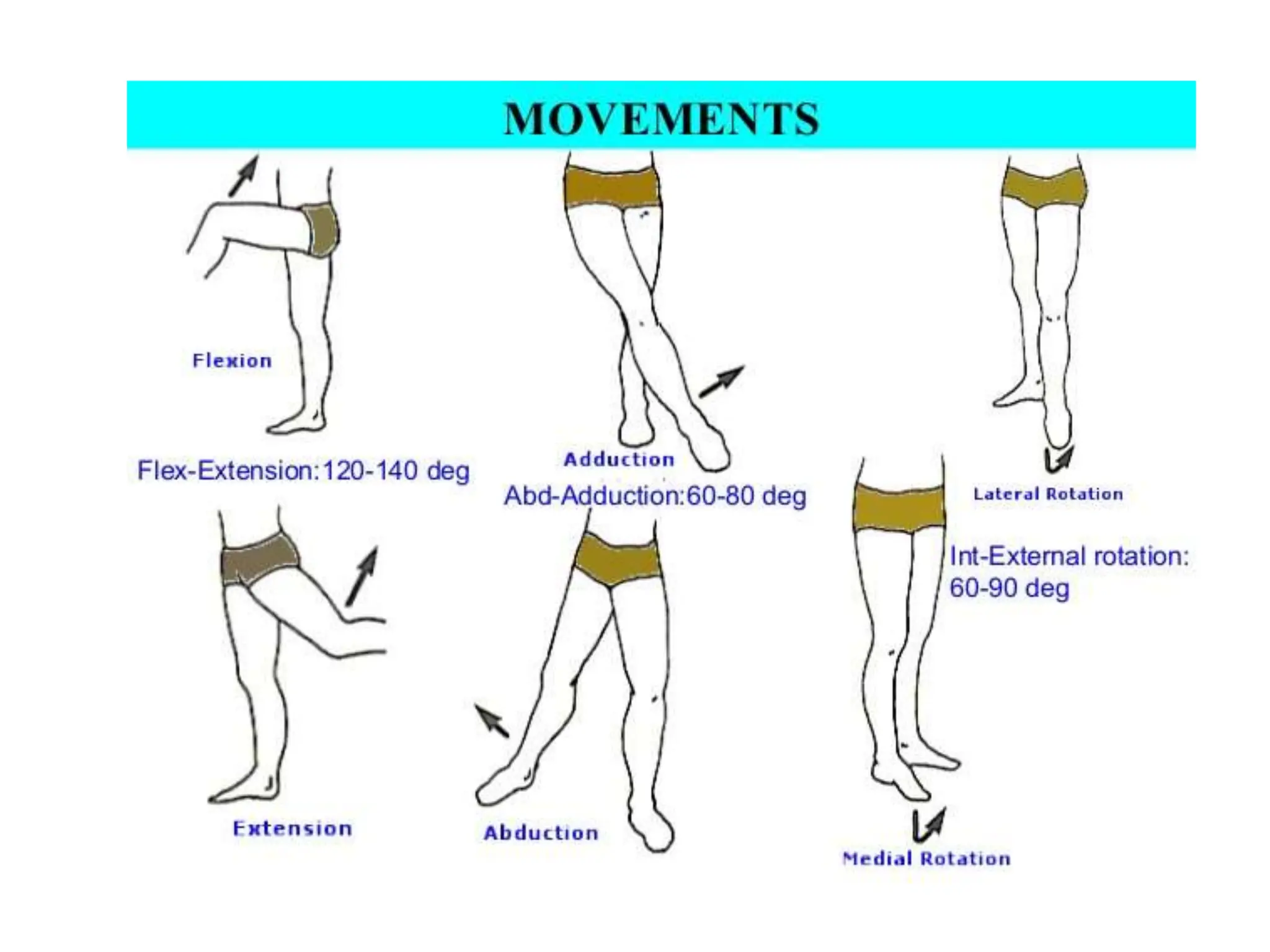 hip joint examination.pptx medical collage | PPTX