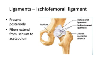 hip joint examination.pptx medical collage | PPTX