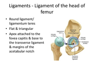 hip joint examination.pptx medical collage | PPTX