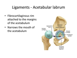 hip joint examination.pptx medical collage | PPTX