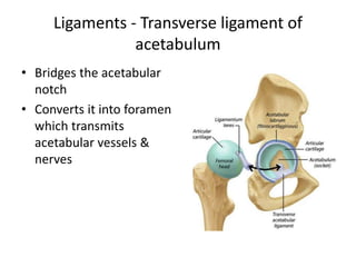 hip joint examination.pptx medical collage | PPTX