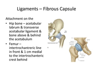 hip joint examination.pptx medical collage | PPTX