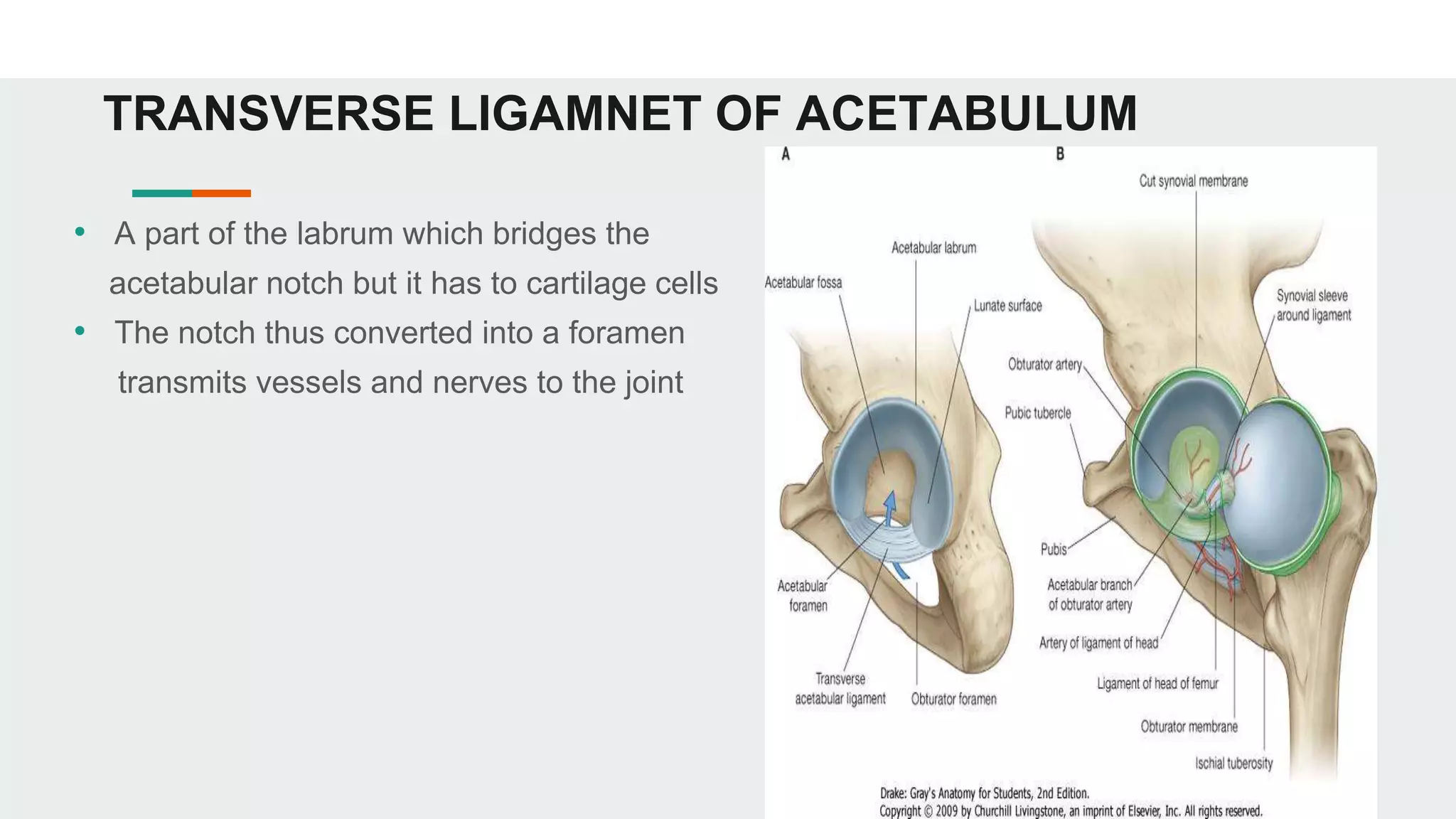 HIP JOINT(Final).pptx