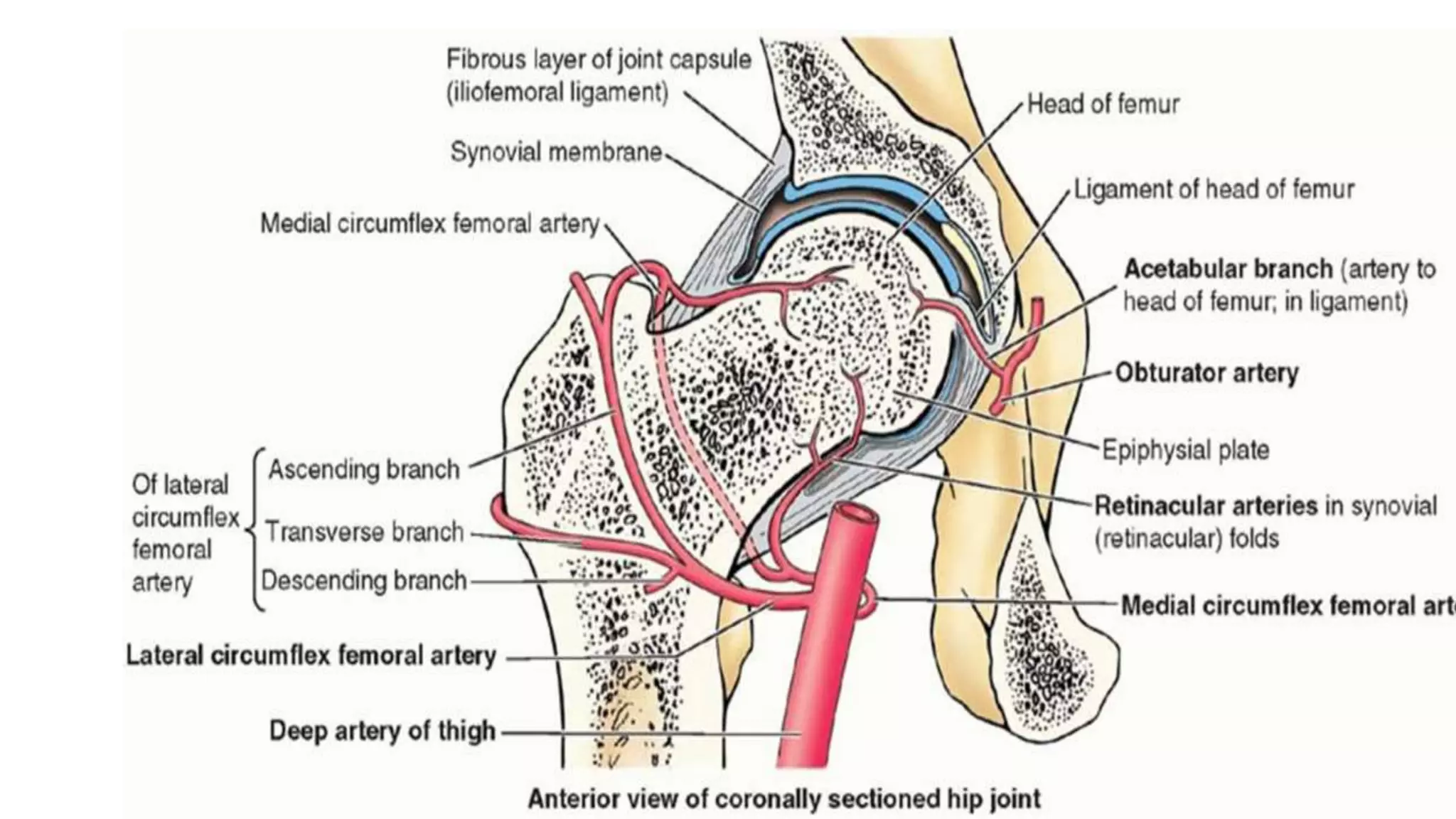 HIP JOINT(Final).pptx