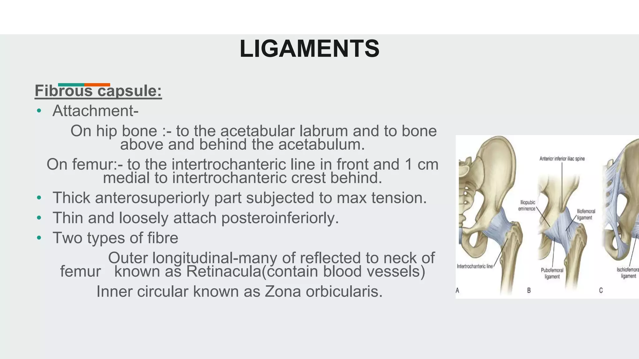 HIP JOINT(Final).pptx