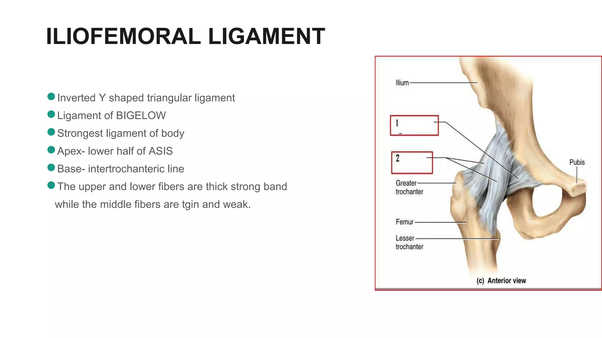 HIP JOINT(Final).pptx
