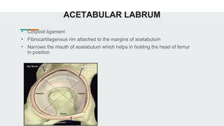 HIP JOINT(Final).pptx