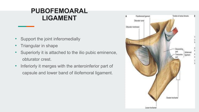 HIP JOINT(Final).pptx