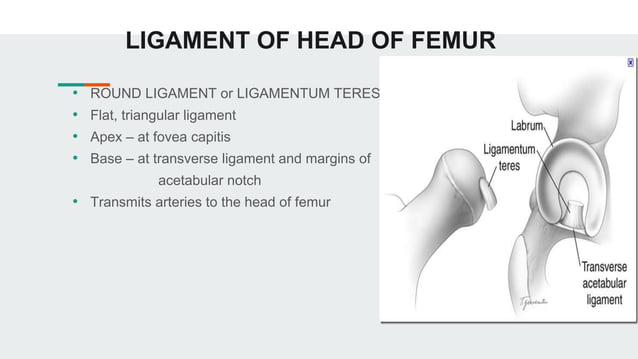 HIP JOINT(Final).pptx