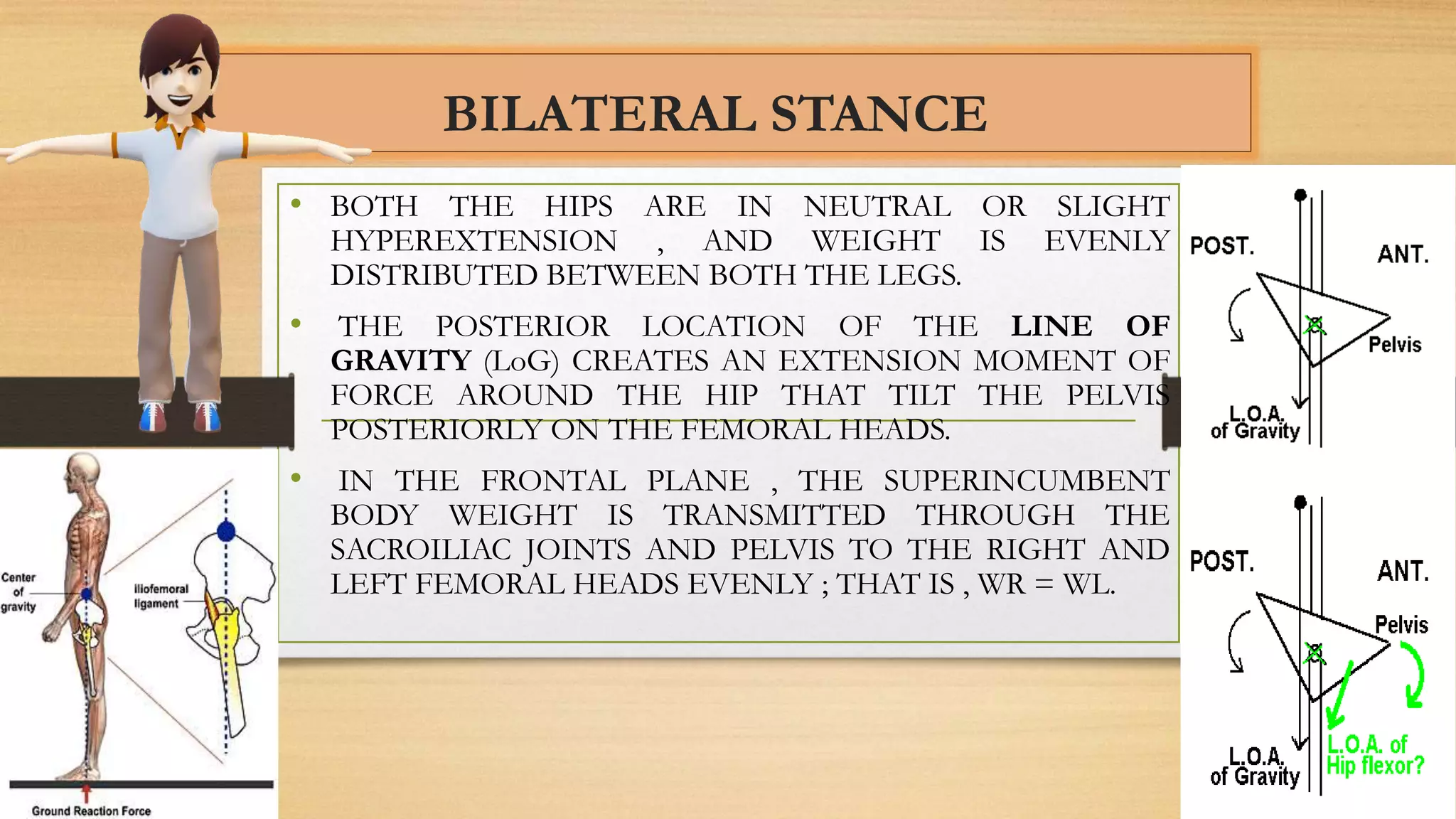 Hip joint forces and muscle function in stance | PPTX