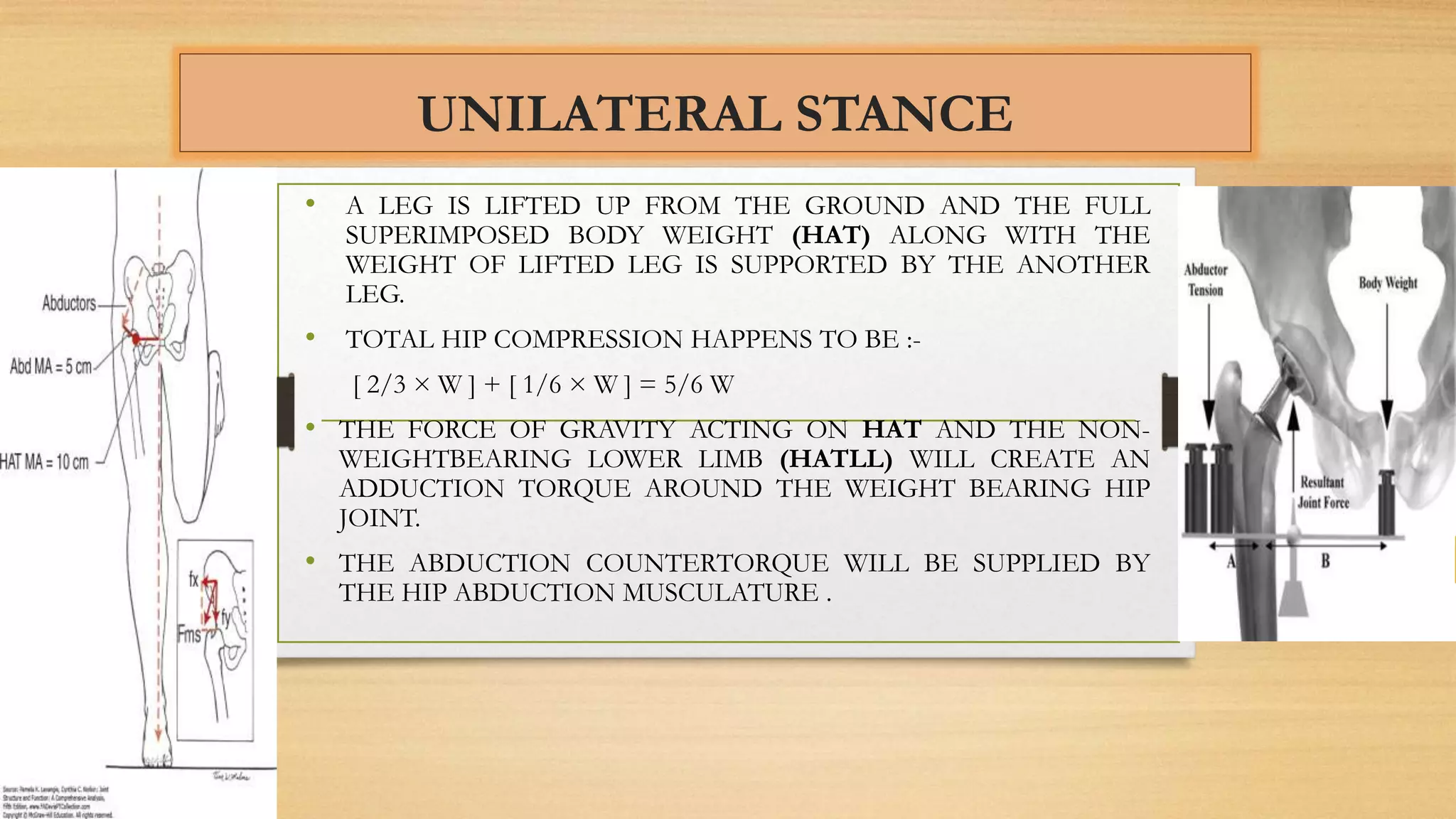 Hip joint forces and muscle function in stance | PPTX