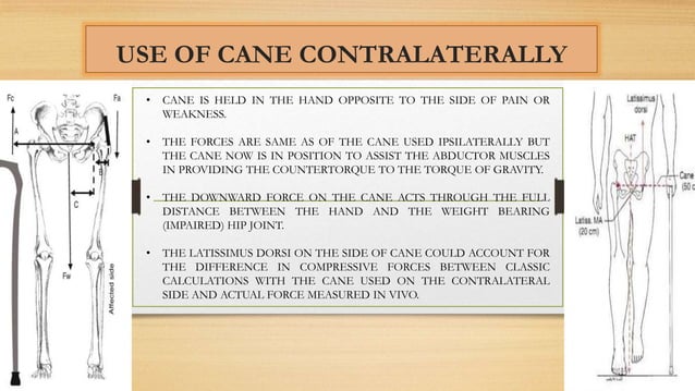 Hip joint forces and muscle function in stance | PPTX