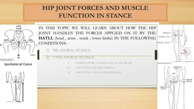 Hip joint forces and muscle function in stance | PPTX