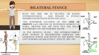 Hip joint forces and muscle function in stance | PPTX