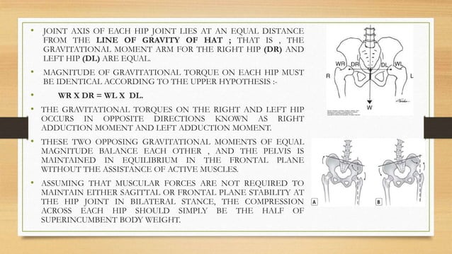 Hip joint forces and muscle function in stance | PPTX