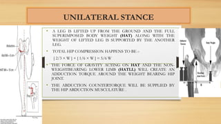 Hip joint forces and muscle function in stance | PPT | Free Download