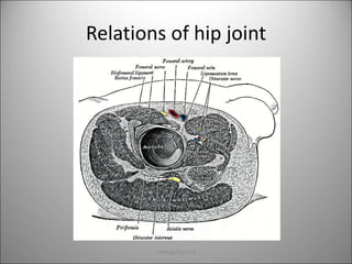 the gross antomy of the hip hoint and applied anatomy focused for ...