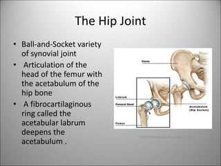 the gross antomy of the hip hoint and applied anatomy focused for ...