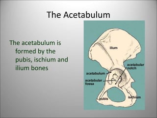 the gross antomy of the hip hoint and applied anatomy focused for ...